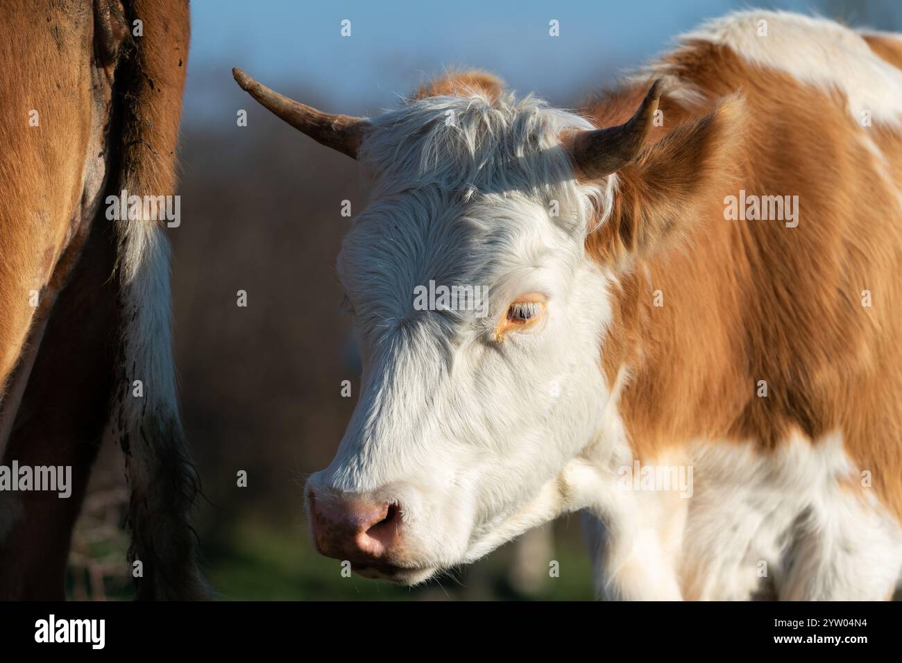Outdoor portrait of cow in walk, cow head close up in semi-profile ...