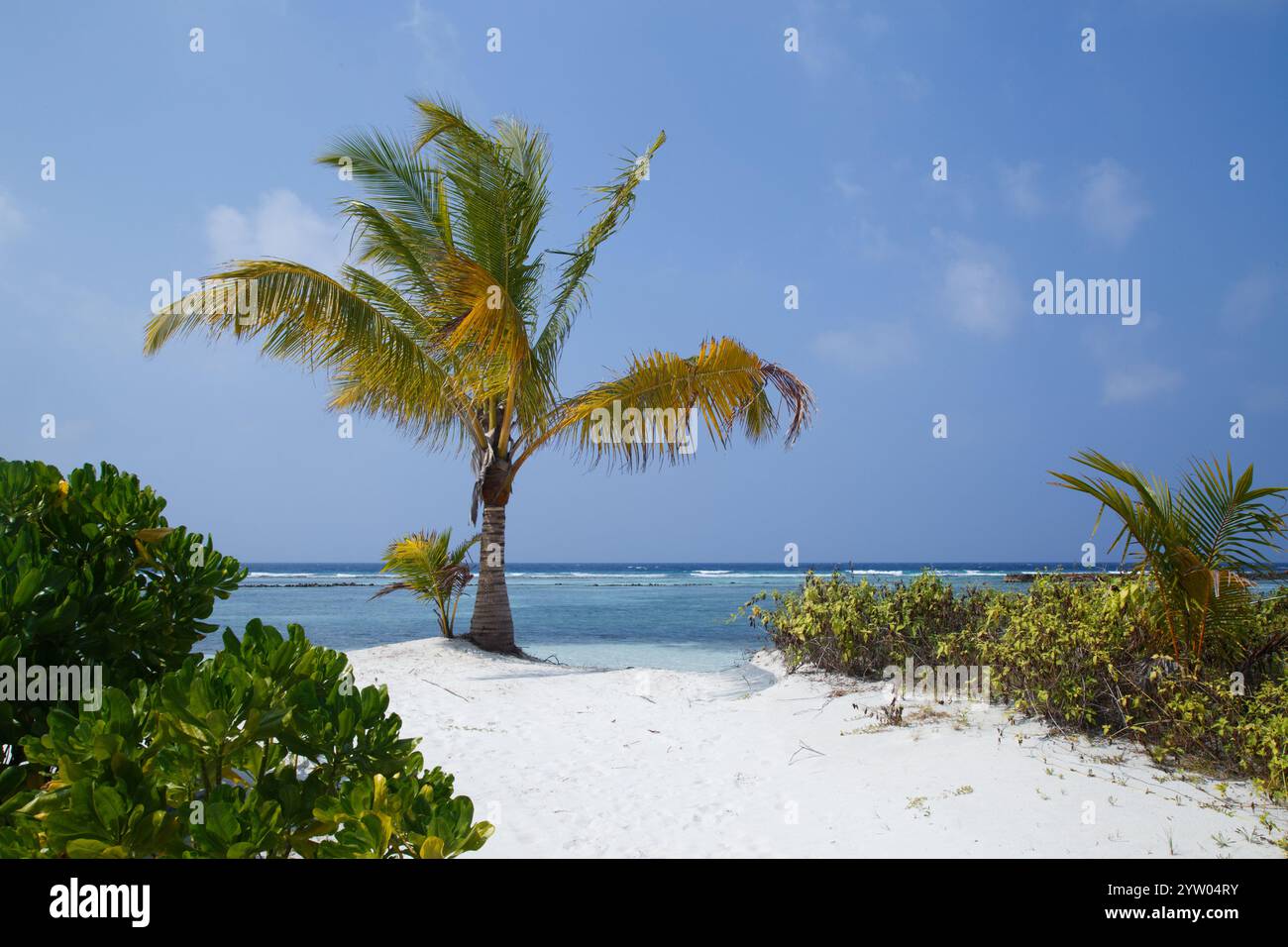 Palm tree in Maldives Stock Photo - Alamy