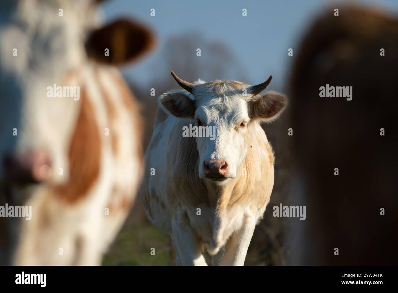 Front view of cow stands in pasture between two cows which are out of ...