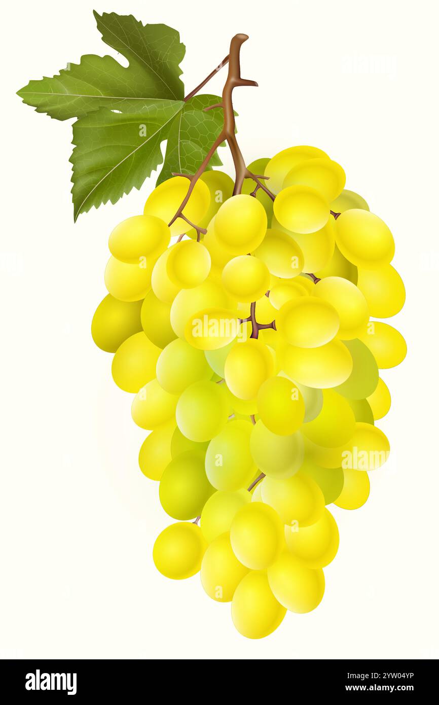 Realistic transparent isolated vector set branch of green grapes Stock ...
