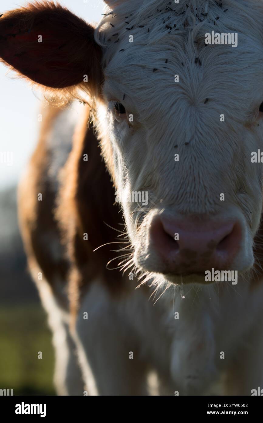 Outdoor portrait of calf with beggarticks seeds in hair on forehead ...