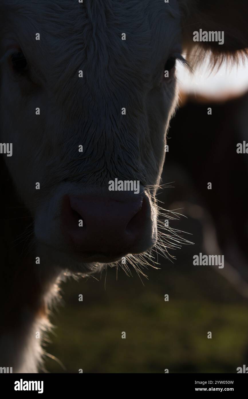 Closeup portrait of backlit calf head with glowing hair on nuzzle and ...