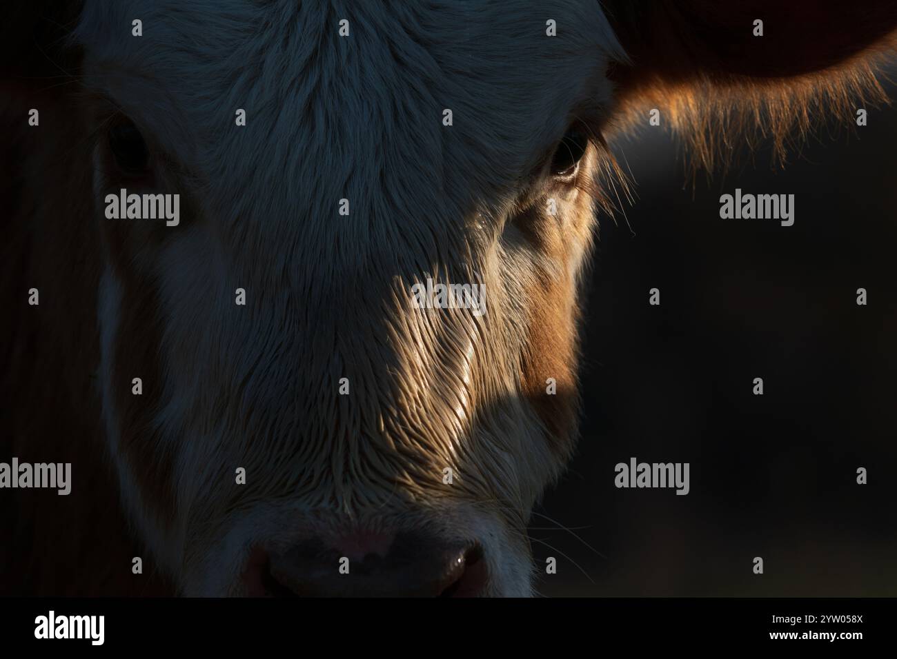 Portrait of calf with side light on its cheek and hair on ear, front ...