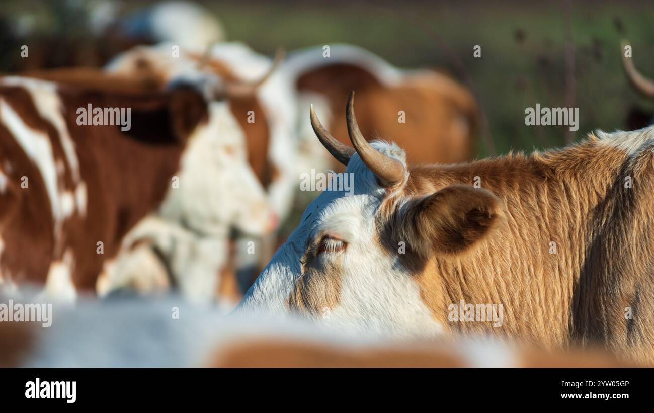 Side view of cows head isolated among other cows in herd, organic ...