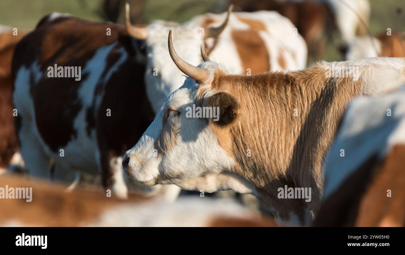 Herd ruminant cows bos taurus hi-res stock photography and images - Alamy