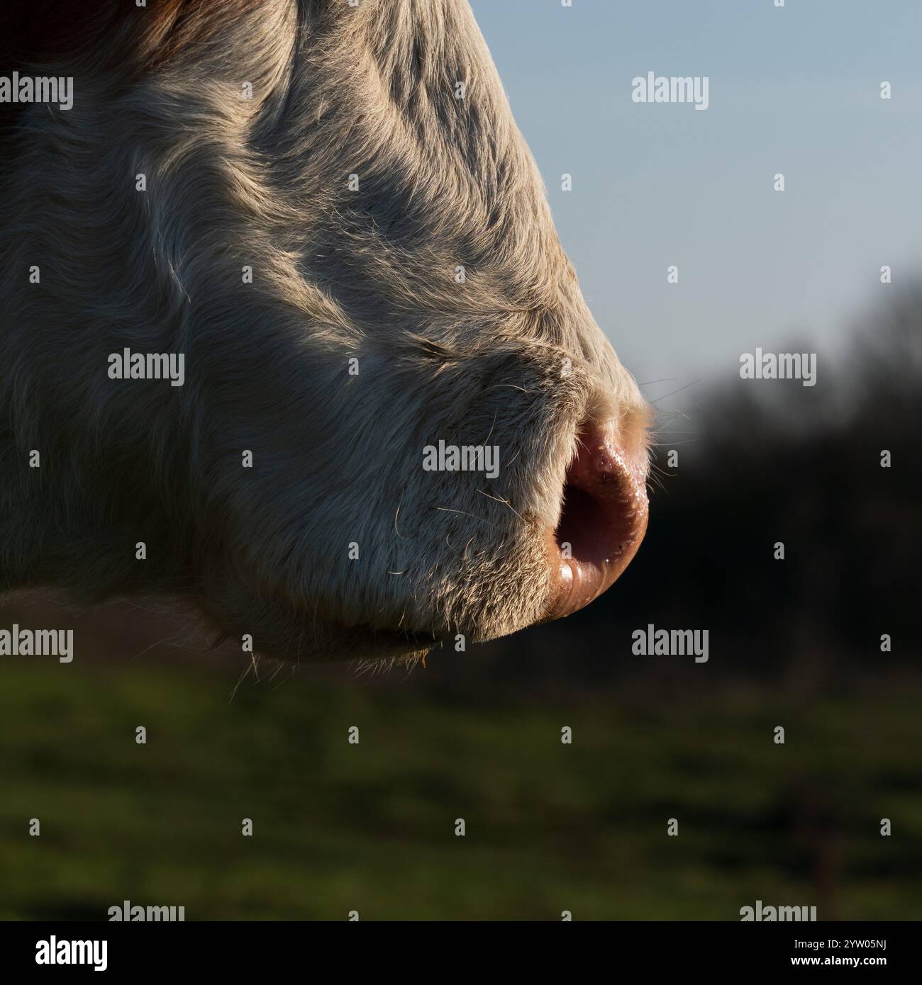 Cow nose with few drops of mucus closeup, side view of wet cow's muzzle ...