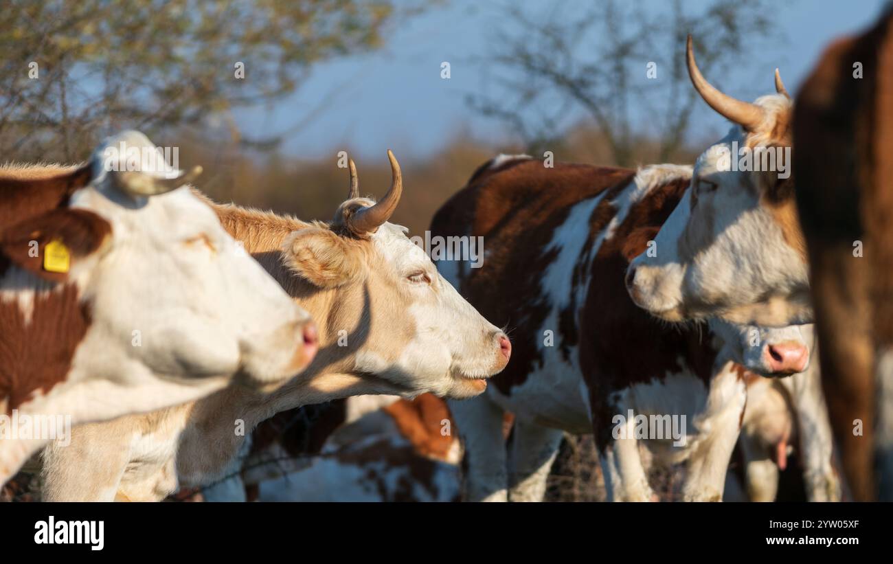 Side view of cows head isolated among other cow heads in herd, organic ...