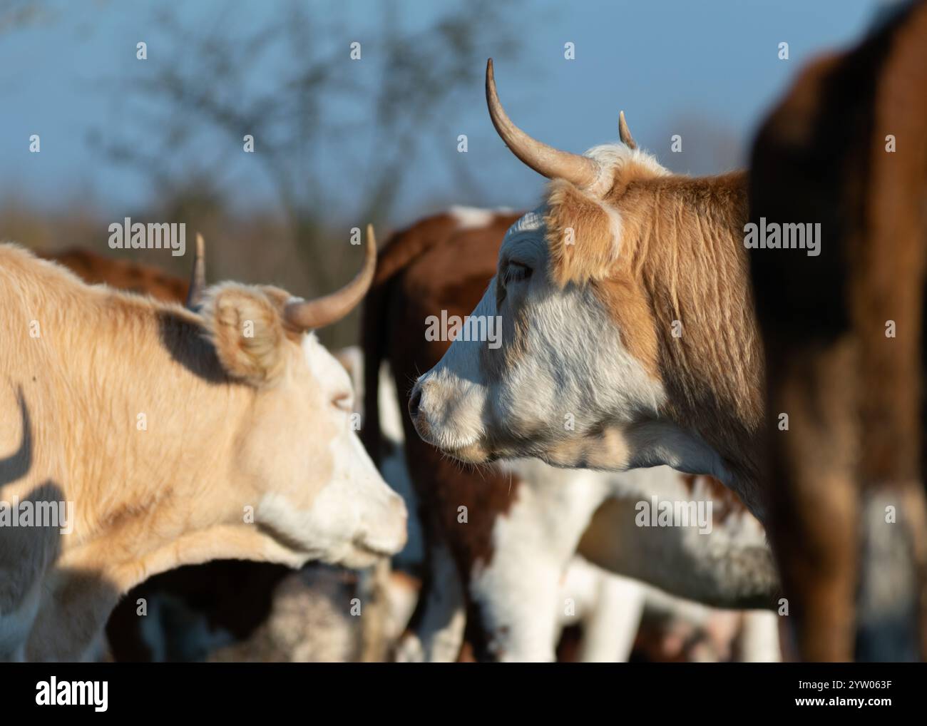 Cow head close up with blurred cows in background, selective focus on ...