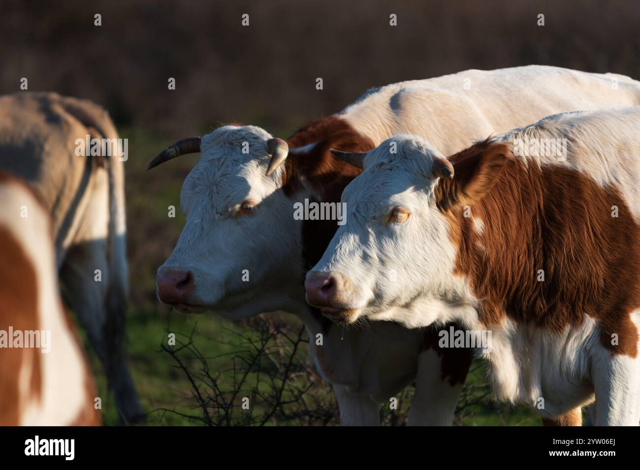 Two cows stands next to each other closeup, semi profile of two cow ...