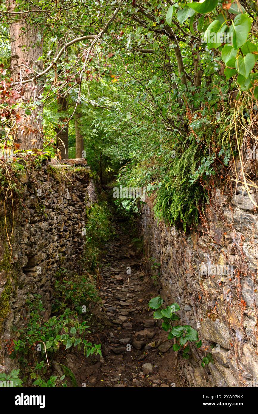 narrow pathway between old stone walls to the forest with trees and ...