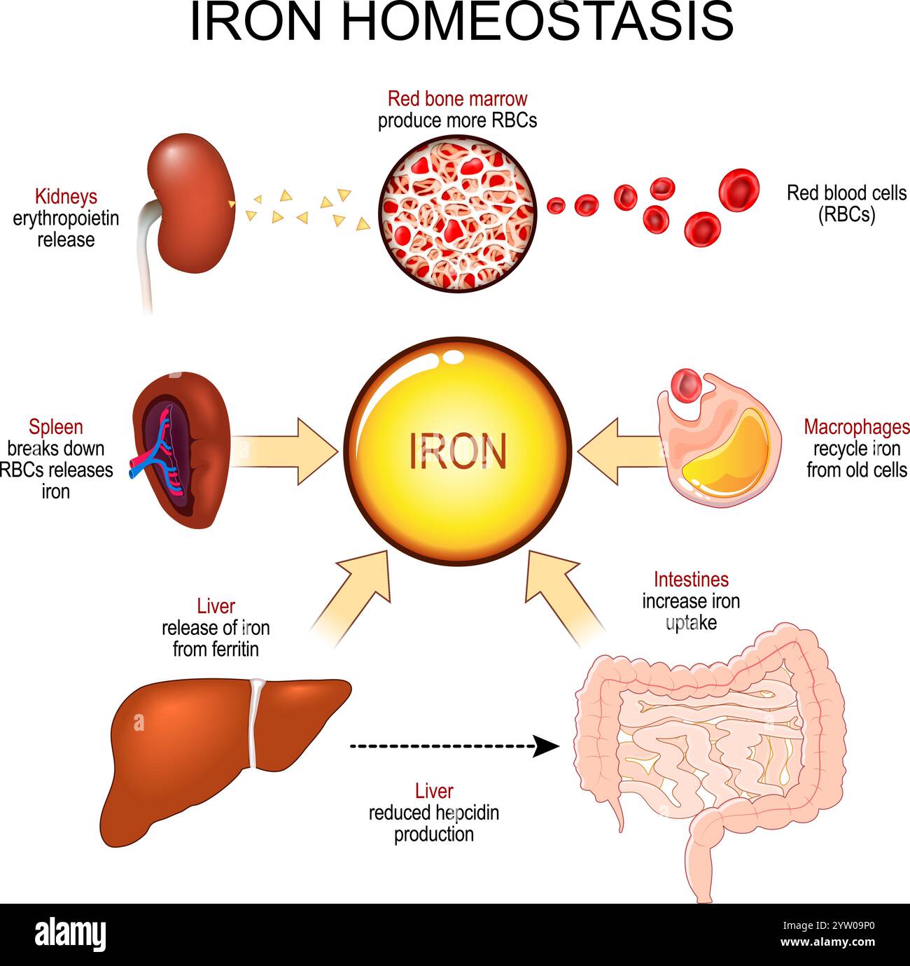 Human Blood Cell Diagram