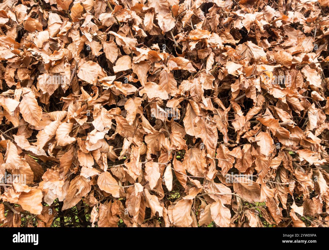 Beech hedge uk hi-res stock photography and images - Alamy