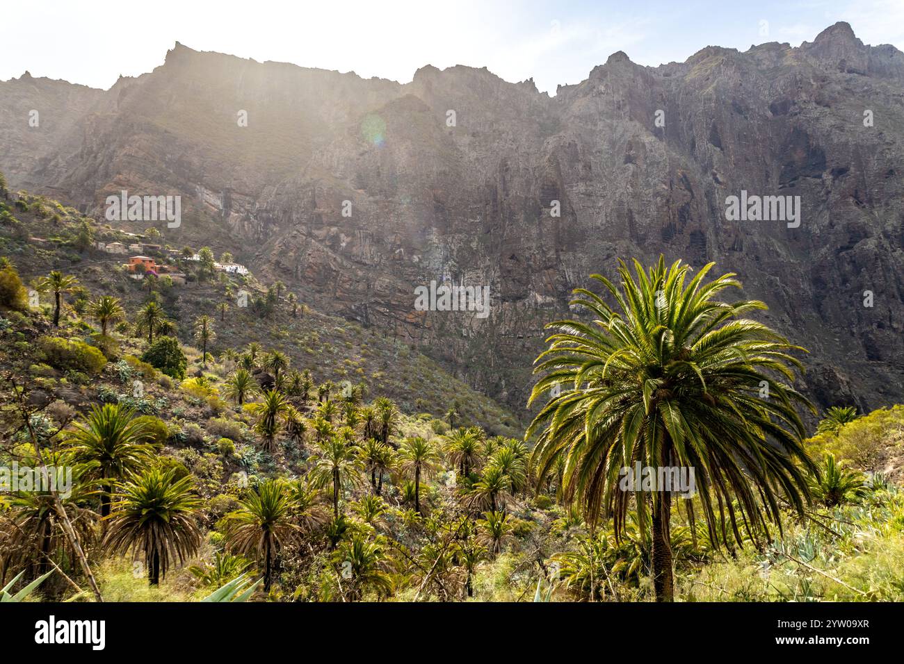 The Masca Gorge is one of the most popular places in Tenerife. Walking ...