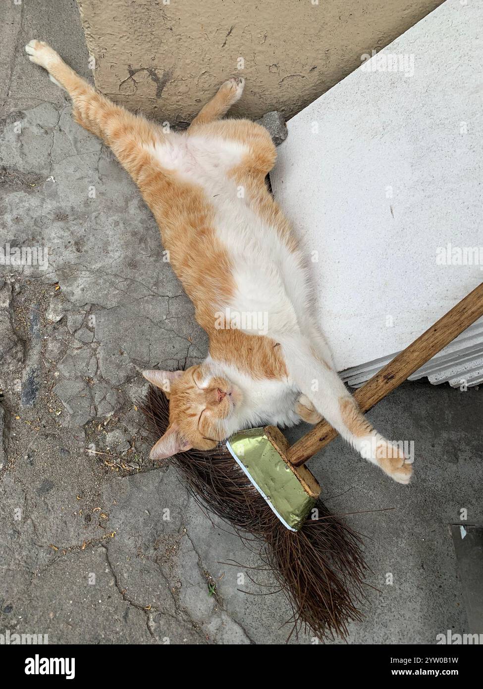 Cat hugging old broom Stock Photo - Alamy
