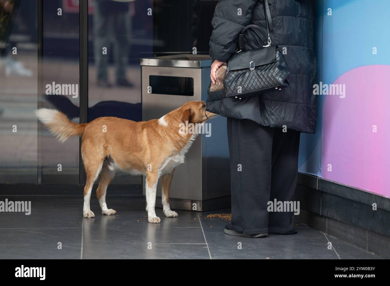 Homeless stray dog stands in front of shopping mall entrance and begs ...