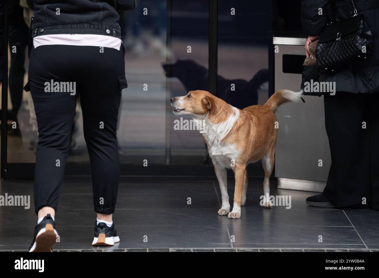 Homeless stray dog stands in front of shopping mall entrance and begs ...