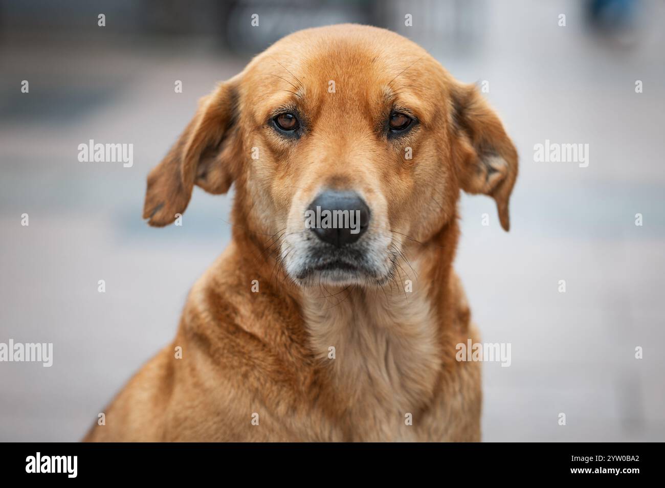 Portrait of the stray dog from the downtown Stock Photo - Alamy