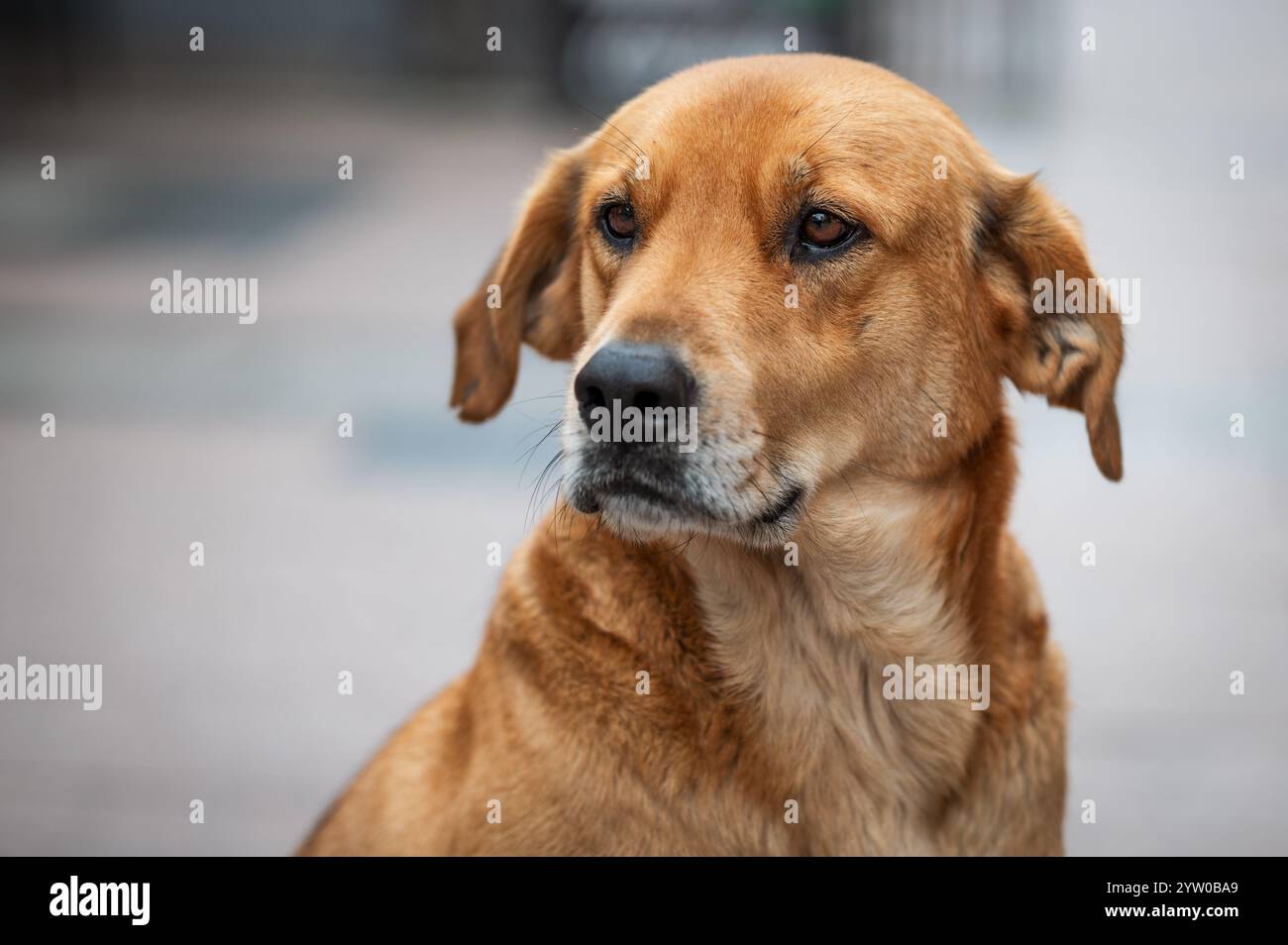 Stray mixed breed dog portrait hi-res stock photography and images - Alamy
