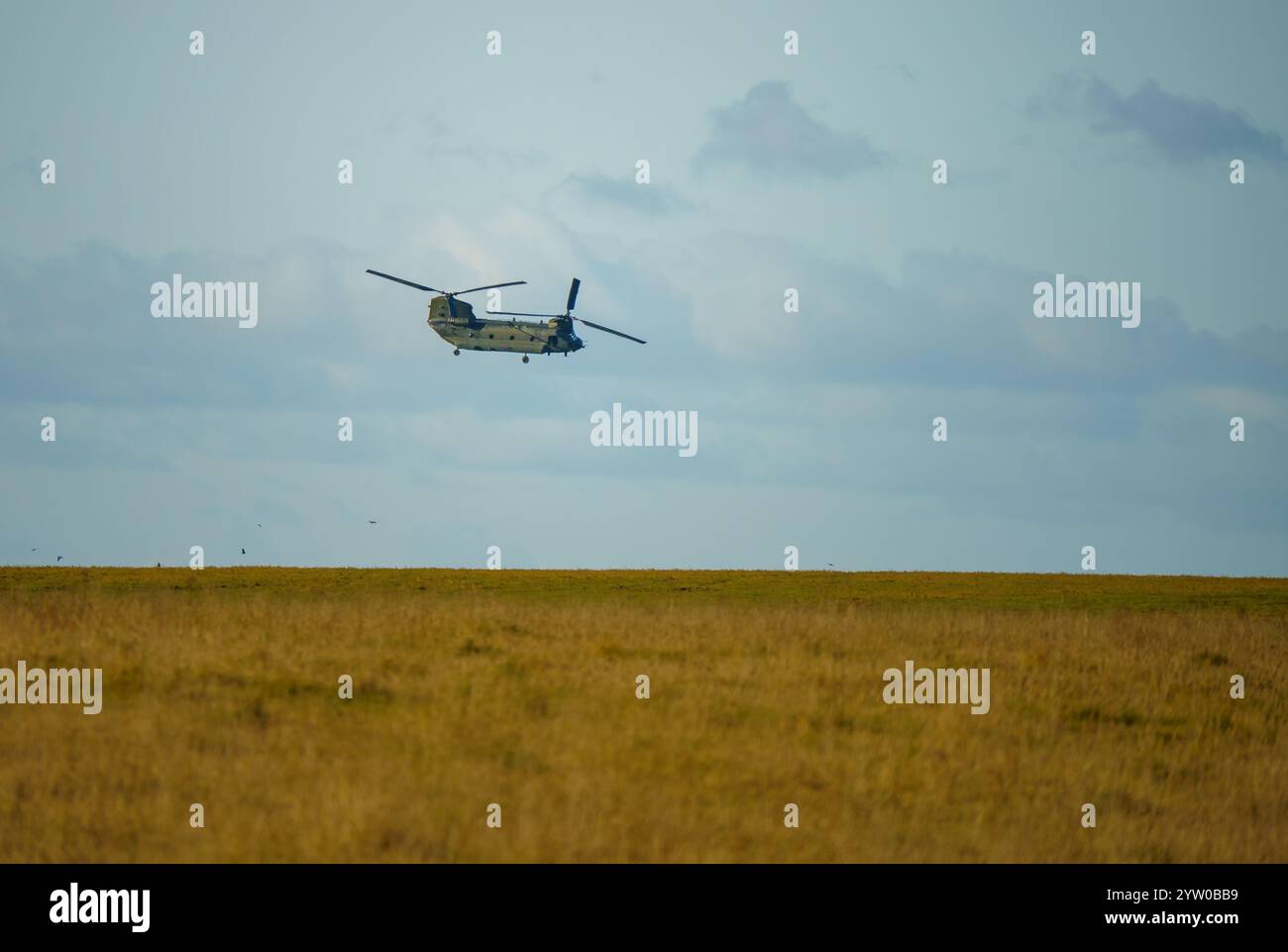 RAF Chinook tandem-rotor helicopter flying fast and low on a military ...