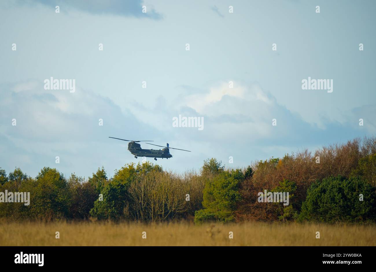 RAF Chinook tandem-rotor helicopter flying fast and low on a military ...