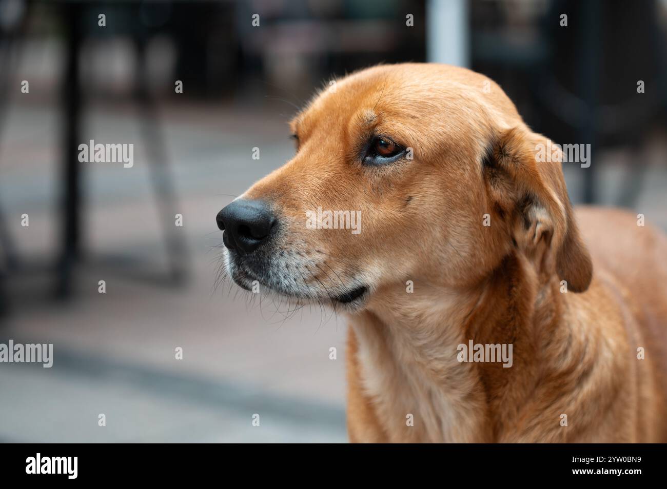 Portrait of the stray dog from the downtown Stock Photo - Alamy