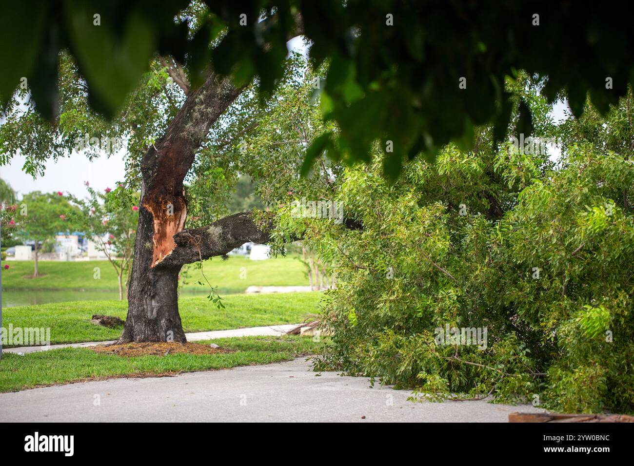 Fallen tree blockin the road Stock Photo - Alamy