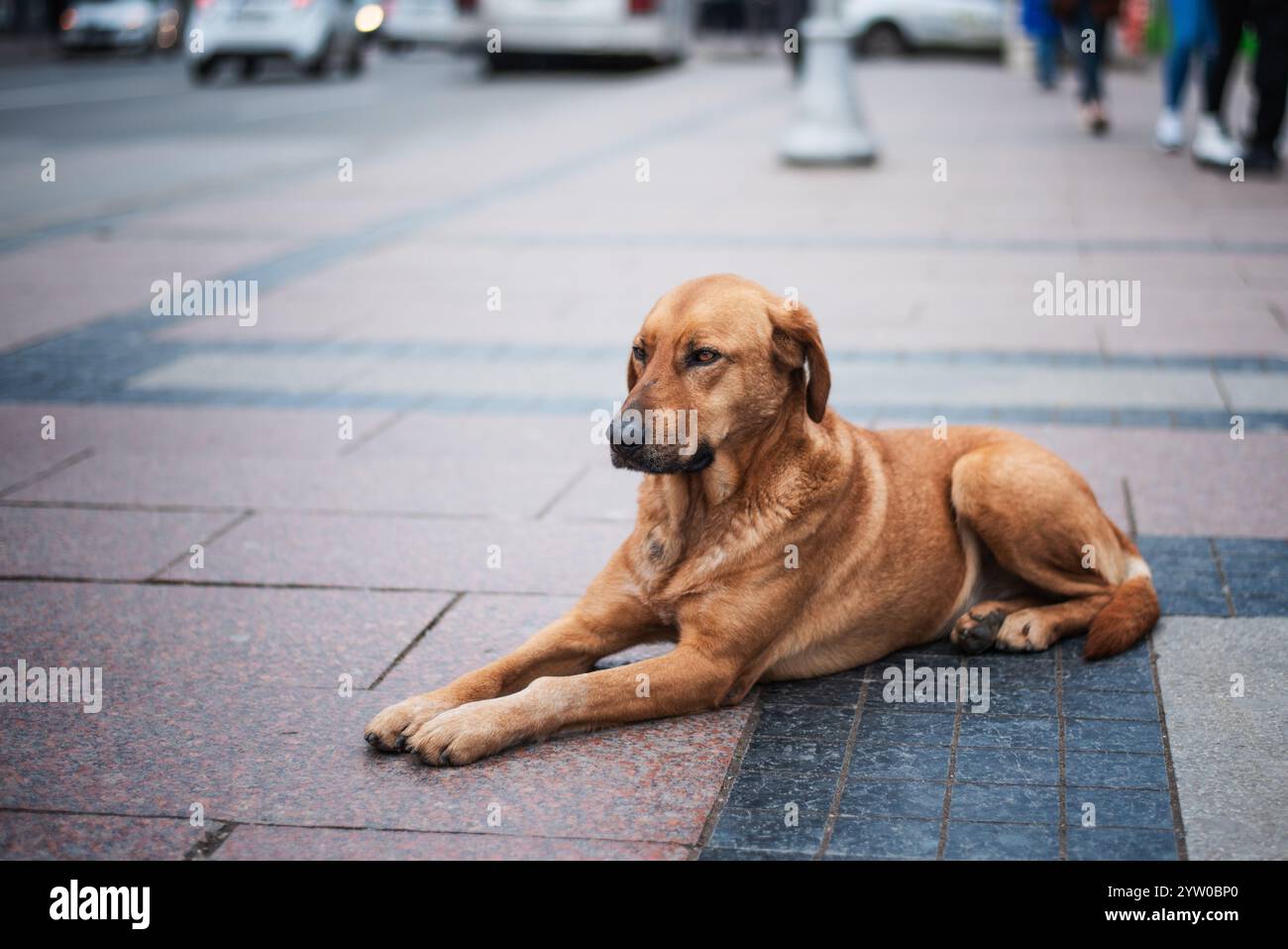 A big yellow homeless stray dog rests in the city center waiting for ...