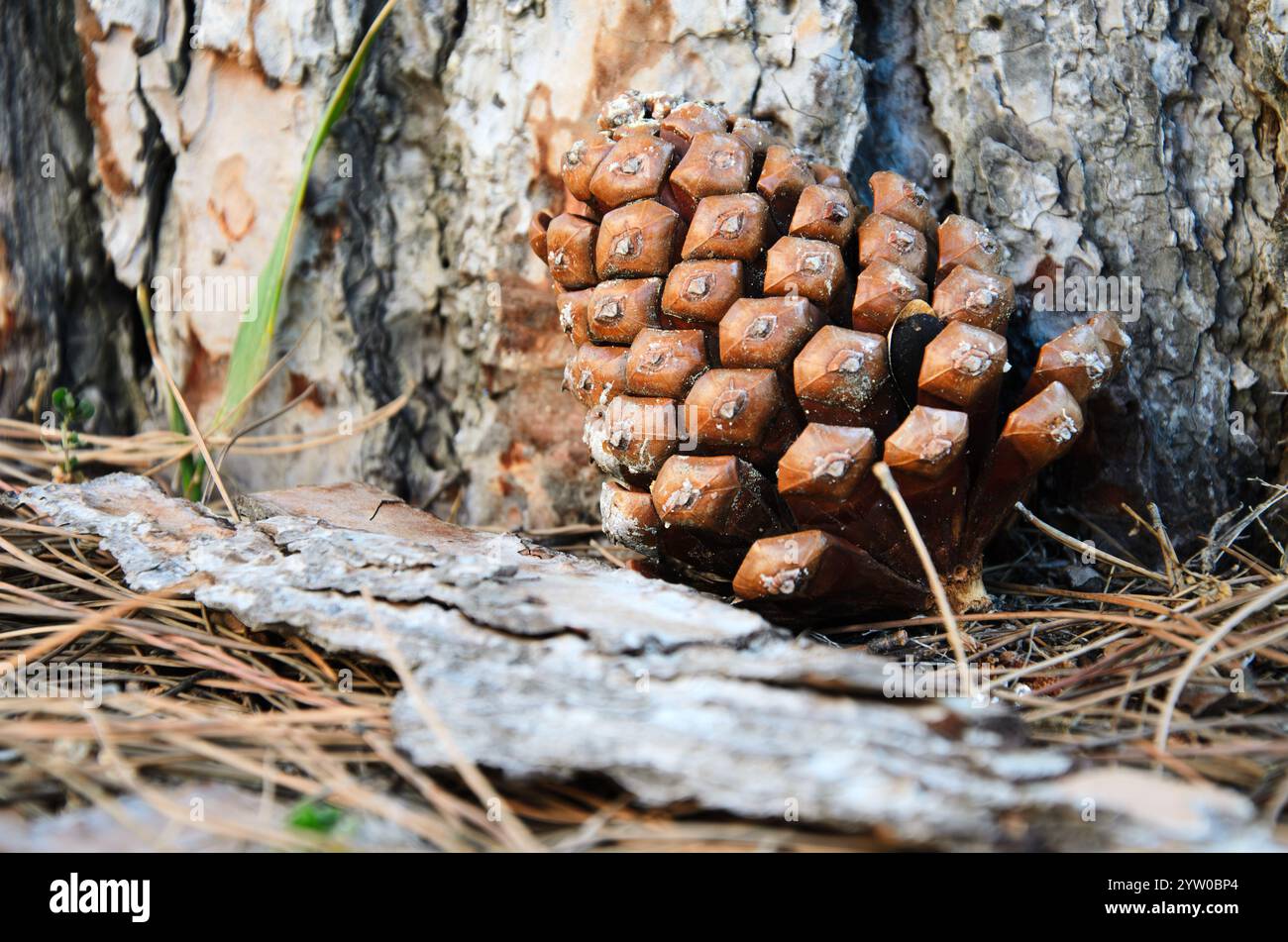 A pine cone with edible nuts on the background of bark and needles ...