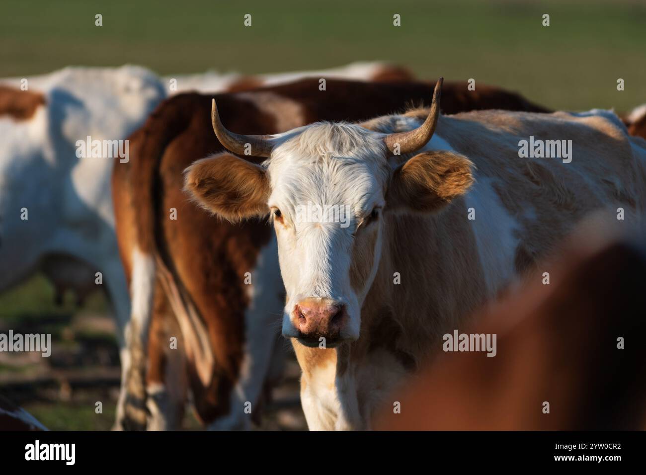 Outdoor portrait of cows head in herd, front view of cow head with ...