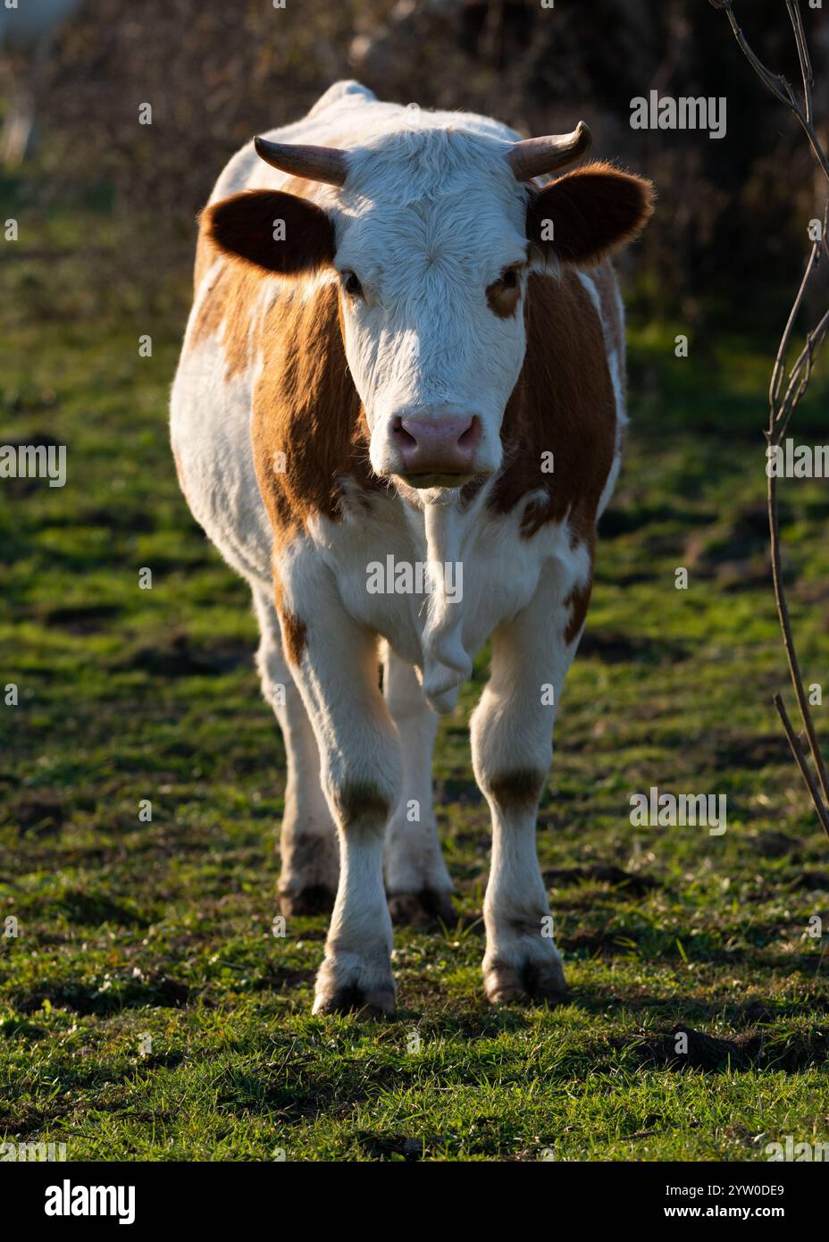 Side view of cow hi-res stock photography and images - Alamy