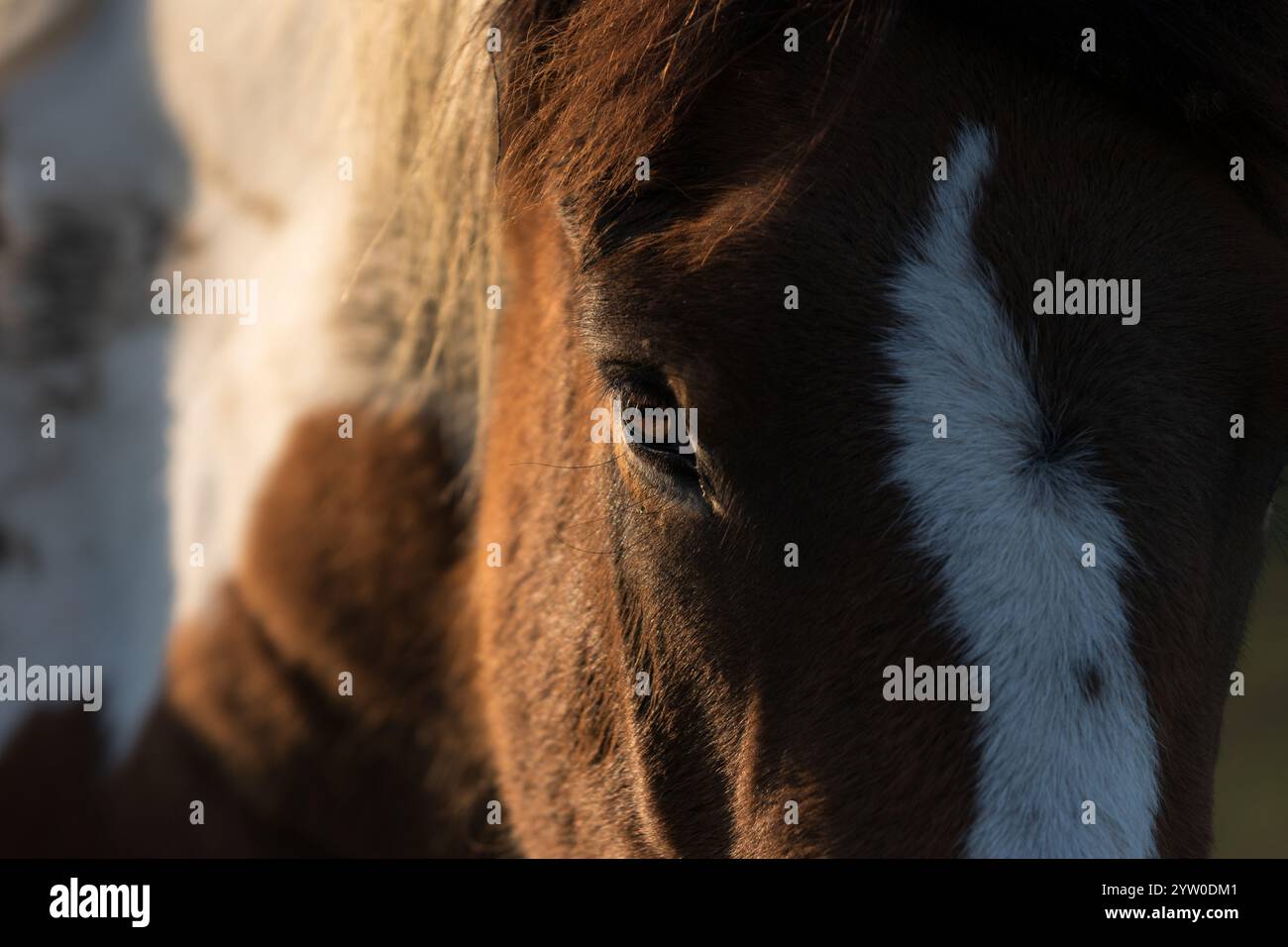Closeup of horse head illuminated from left side with sun at evening ...