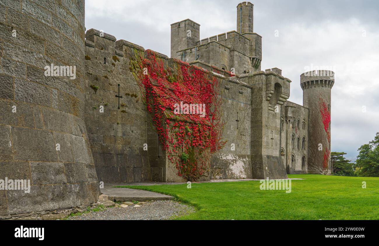 Virginia creeper (Parthenocissus quinquefolia) climbs the huge stone ...