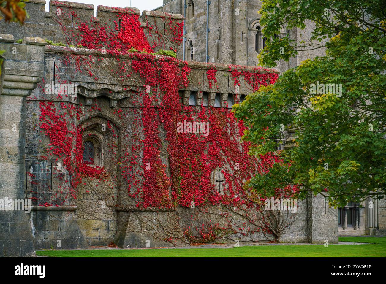 Virginia creeper (Parthenocissus quinquefolia) climbs the huge stone ...