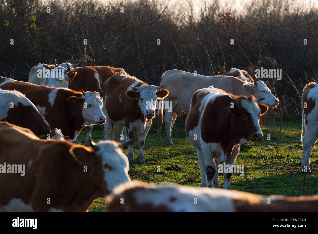 Herd ruminant cows bos taurus hi-res stock photography and images - Alamy