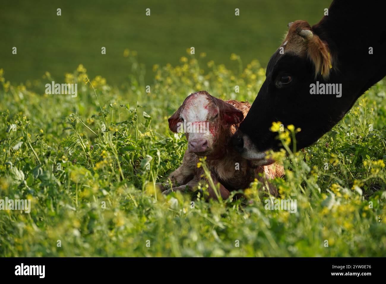 See kuh hi-res stock photography and images - Alamy