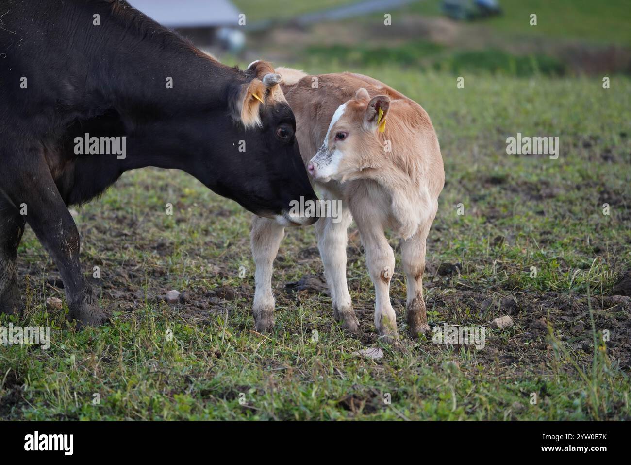 Kalb mutterkuh horn hi-res stock photography and images - Alamy