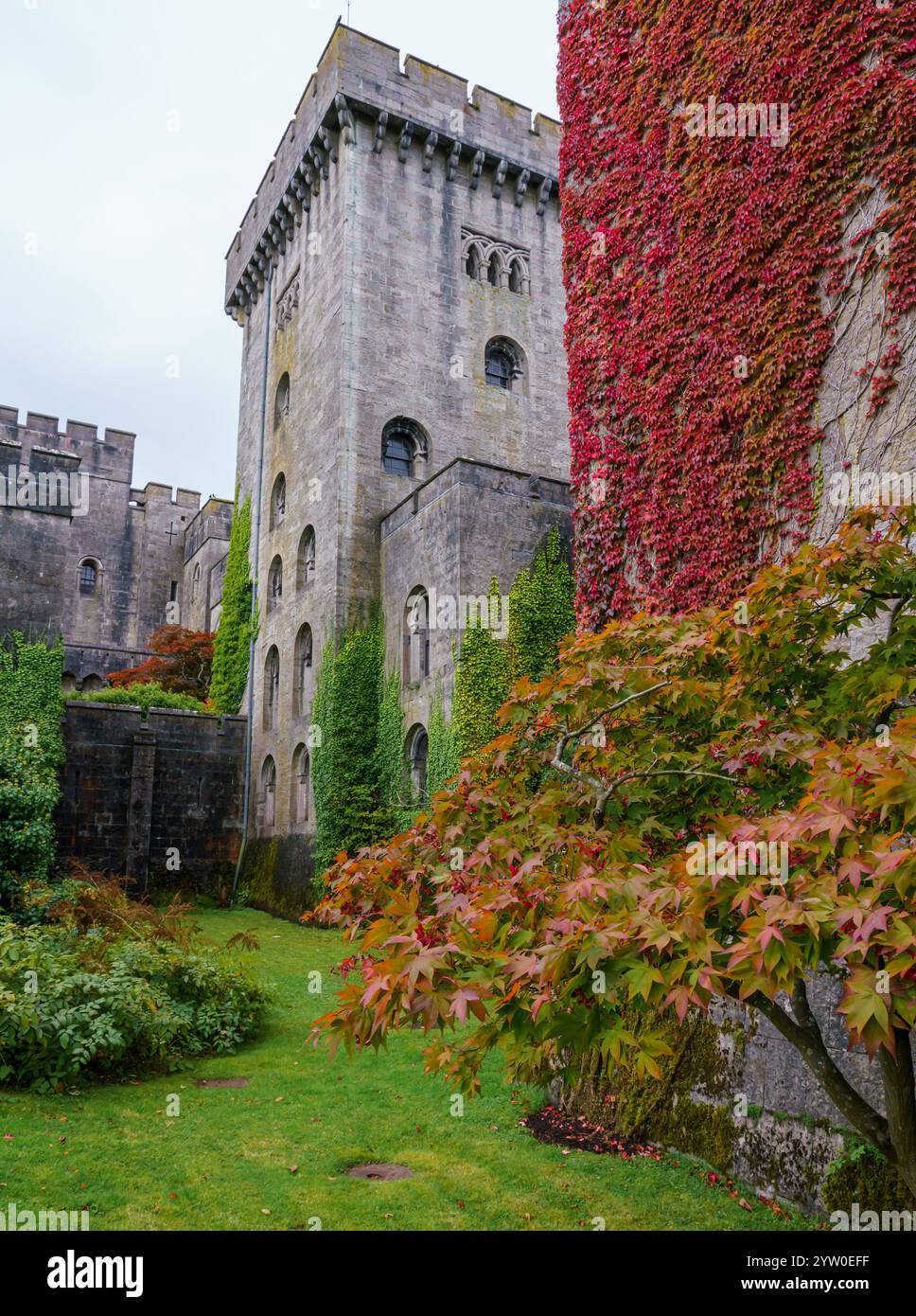 Virginia creeper (Parthenocissus quinquefolia) climbs the huge stone ...