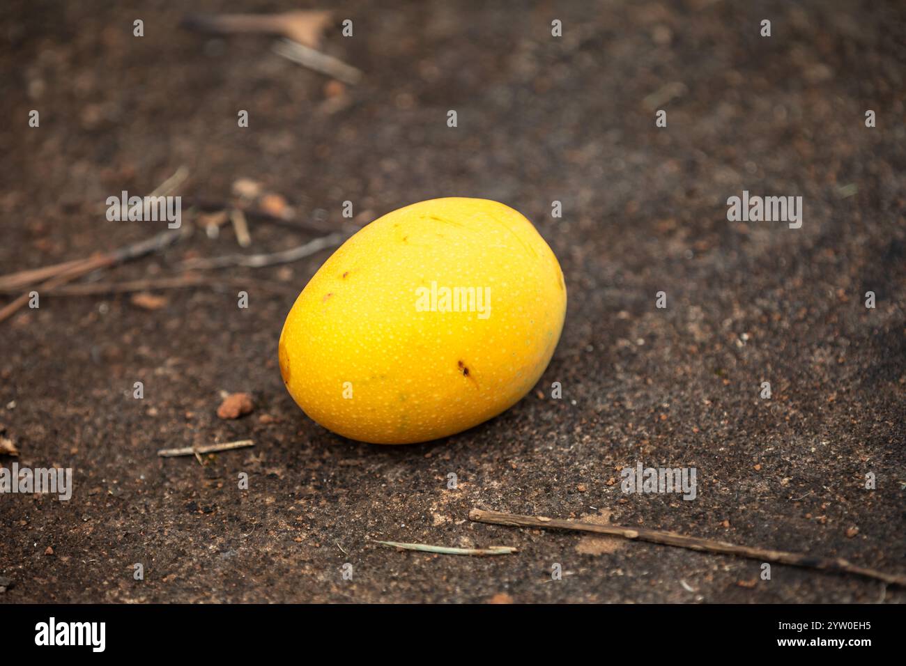 Abandoned mango hi-res stock photography and images - Alamy