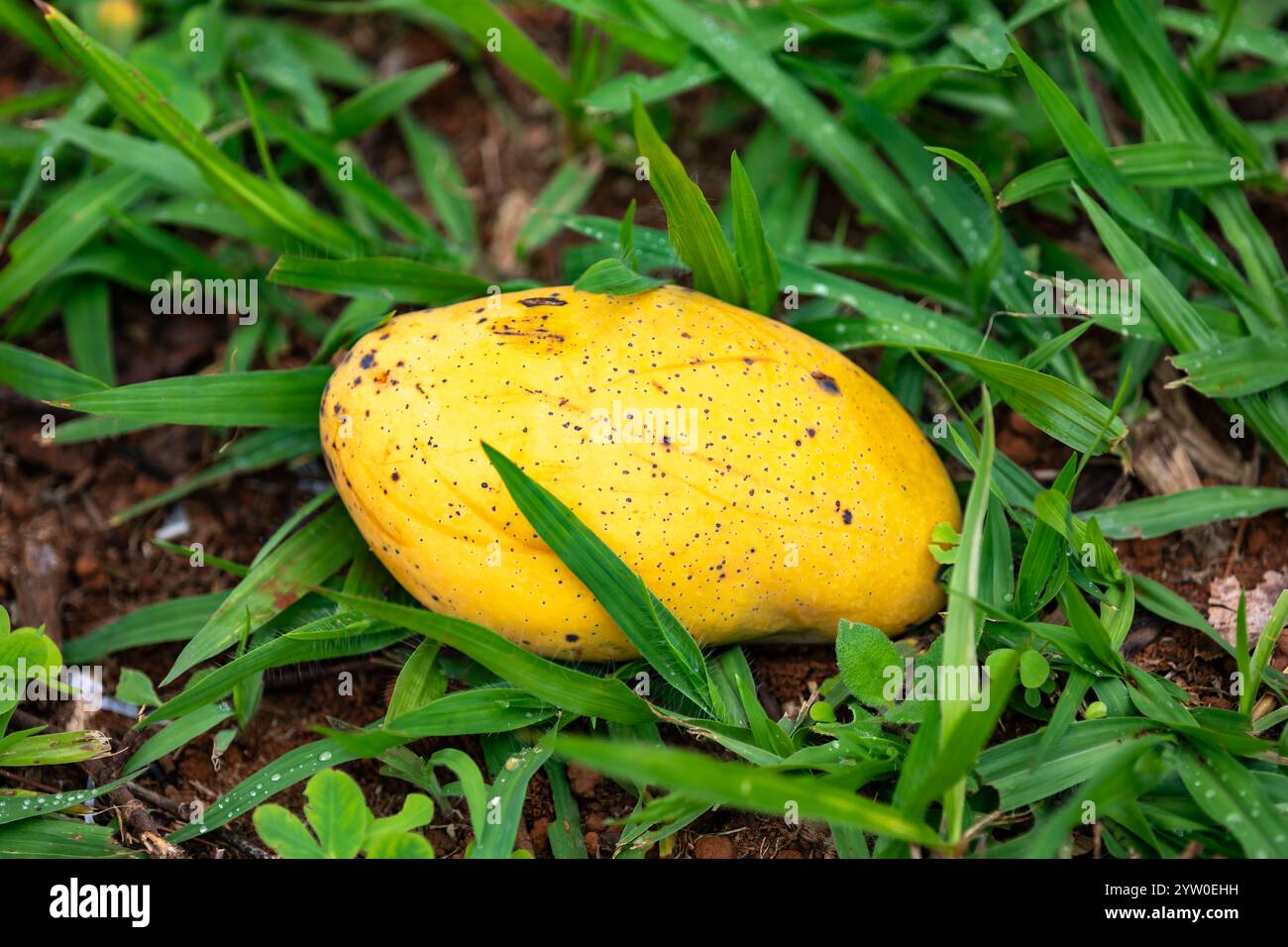 Very ripe rotten sword mango fallen on the ground Stock Photo - Alamy
