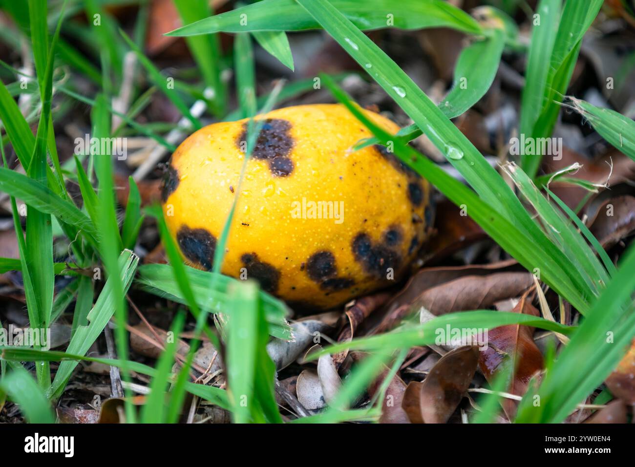 Very ripe rotten sword mango fallen on the ground Stock Photo - Alamy
