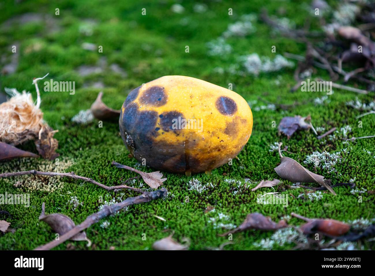 Very ripe rotten sword mango fallen on the ground Stock Photo - Alamy