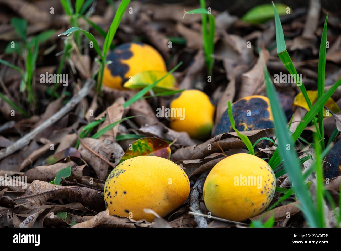 Very ripe rotten sword mango fallen on the ground Stock Photo - Alamy