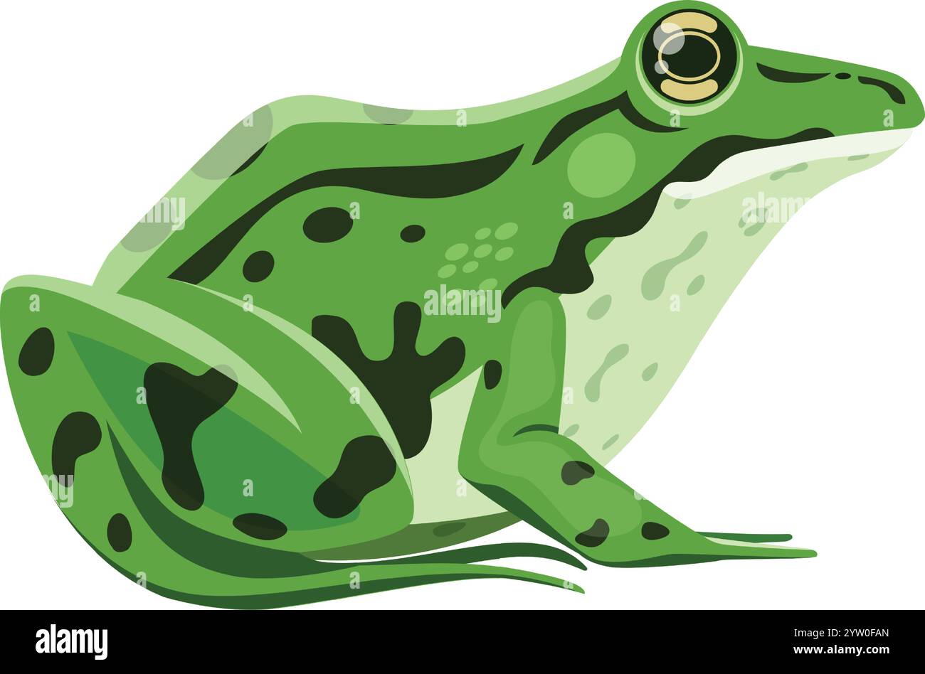 Green frog with dark spots sitting and looking up curiously, simple ...