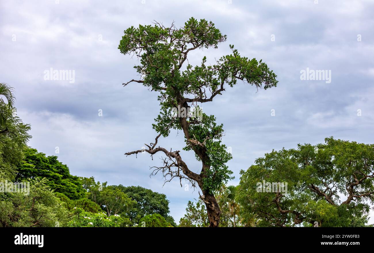 old tall tree isolated in the rainforest Stock Photo - Alamy