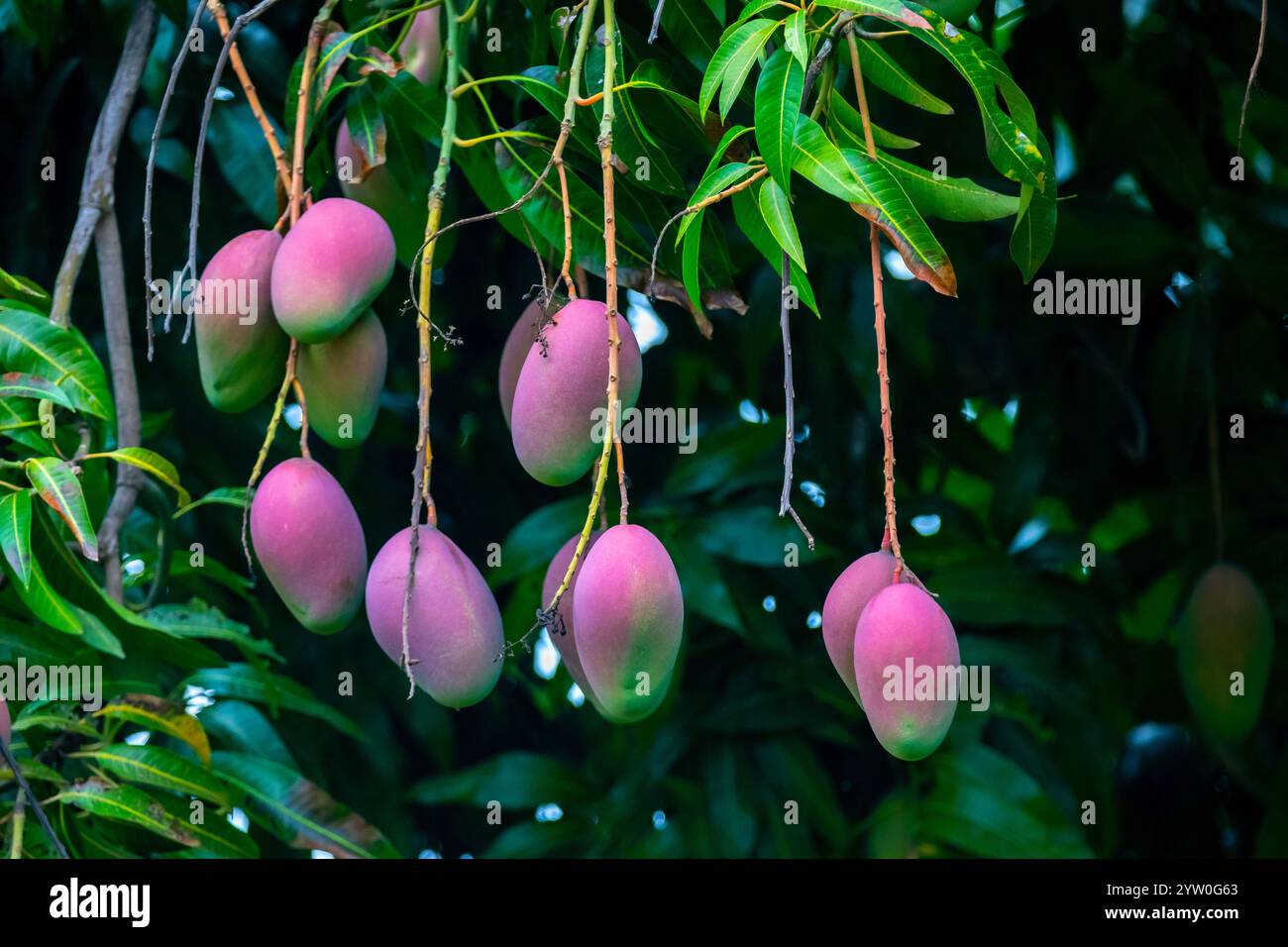 Ripe mango on tree hi-res stock photography and images - Alamy
