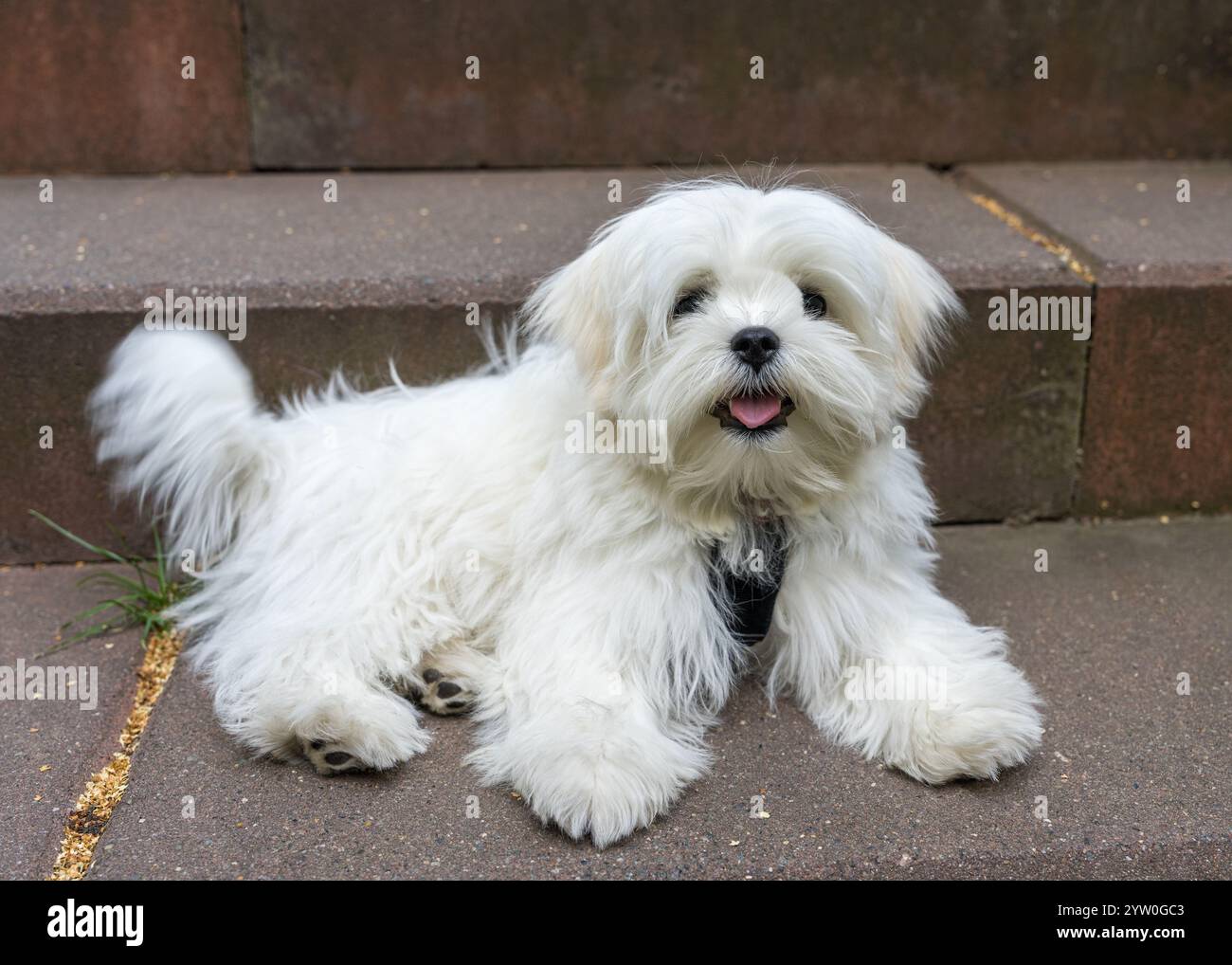Cute white bichon frise dog outdoors. Pets Stock Photo - Alamy