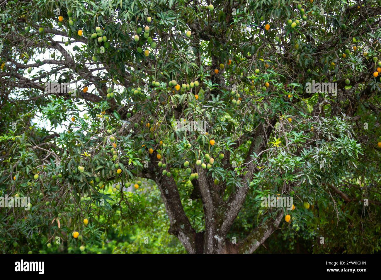 Ripe mango on tree hi-res stock photography and images - Alamy