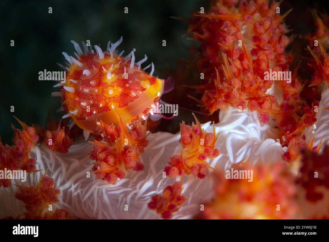 Cowrie. Photo was taken in the island Romblon, Philippines Stock Photo ...