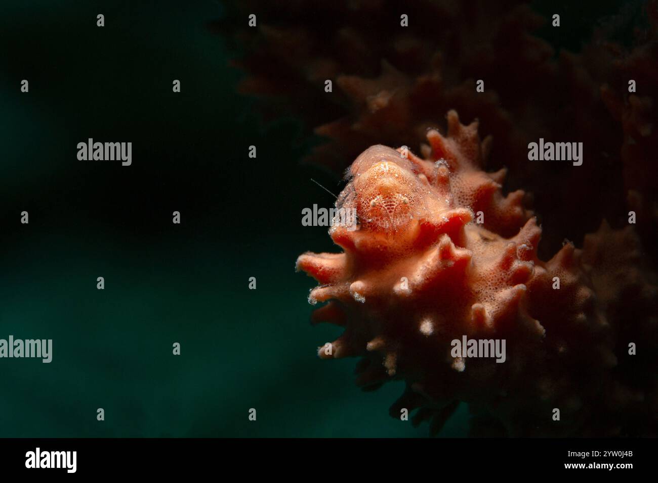 Master of camouflage.Cryptic Sponge Shrimp (Gelastocaris paronae ...