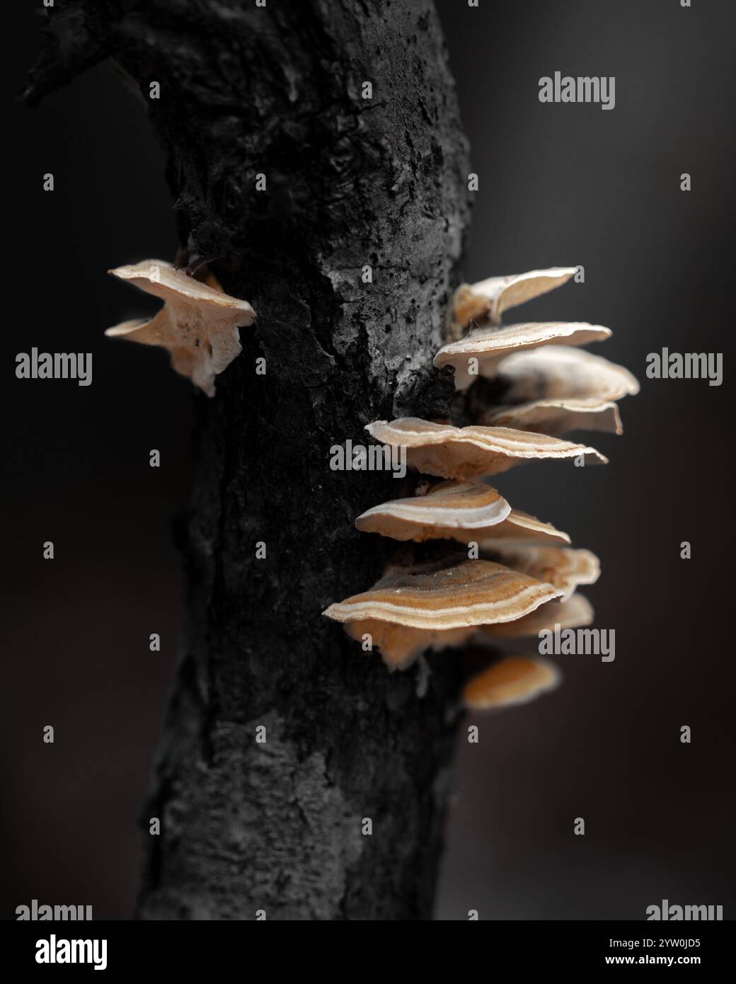 Emphasize textures hi-res stock photography and images - Alamy